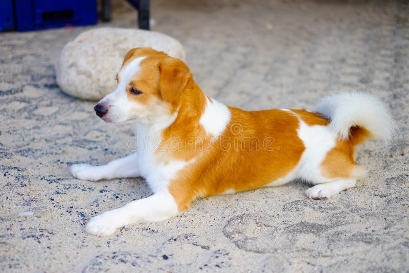 Dog squat on the floor stock photo. Image of purebred - 233058390