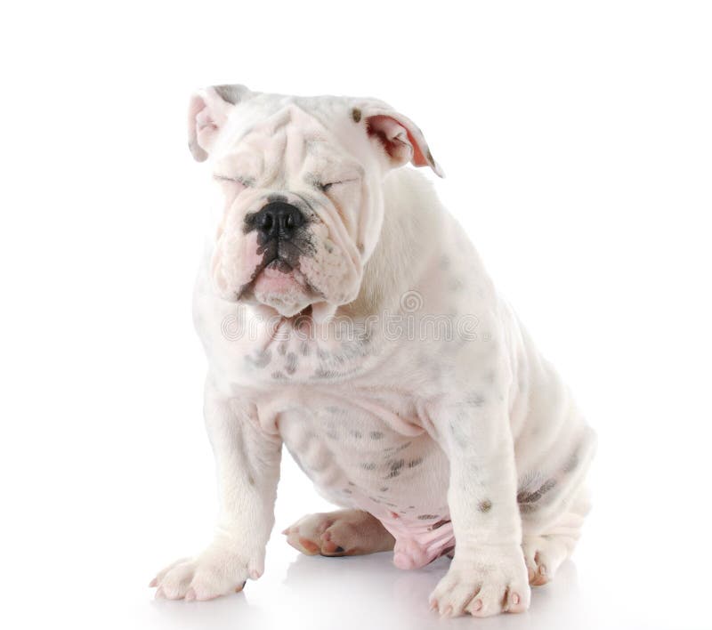 276 Dog Squinting Photos - Free & Royalty-Free Stock Photos from Dreamstime