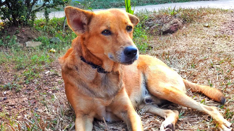 The dog of Sri Lanka stock image. Image of animal, lankan - 117566643