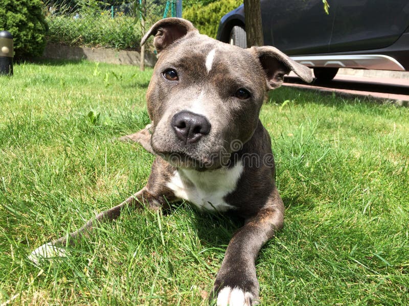 Dog stock photo. Image of puppy, sweet, animal, staffy - 50877464