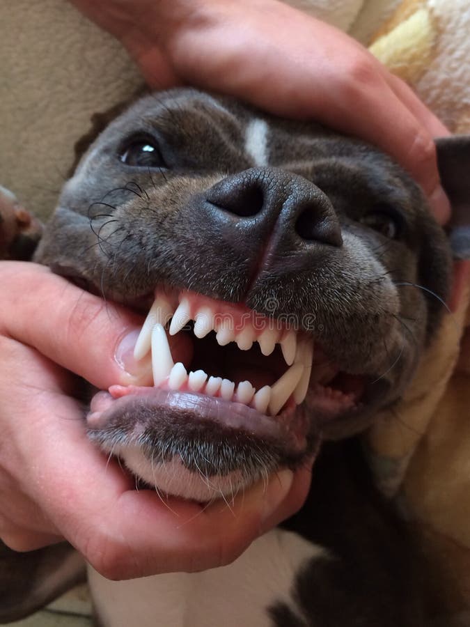 Dog stock image. Image of puppy, carnivoran, staffy, sweet - 50877475