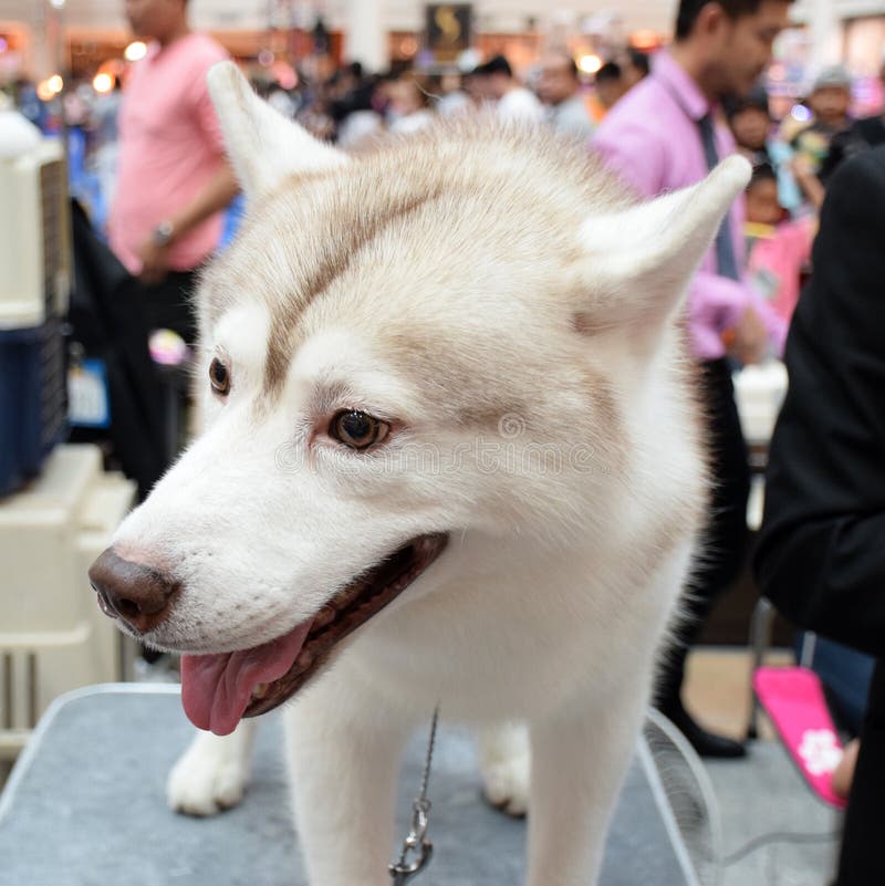 Dog stand on the table stock image. Image of cute, attractive - 64113495