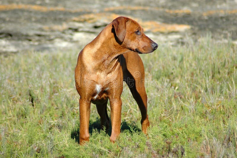 Steekbaard Stock Photos - Free & Royalty-Free Stock Photos from Dreamstime