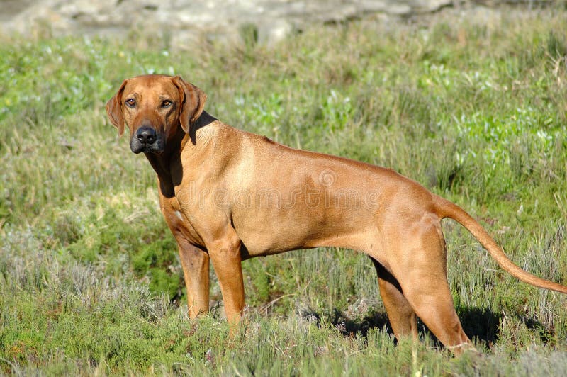 Dog standing stock photo. Image of elegant, animals, dogs - 1389436