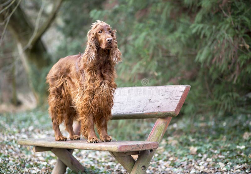 Dog standing on a bench stock photo. Image of closeup - 72389376