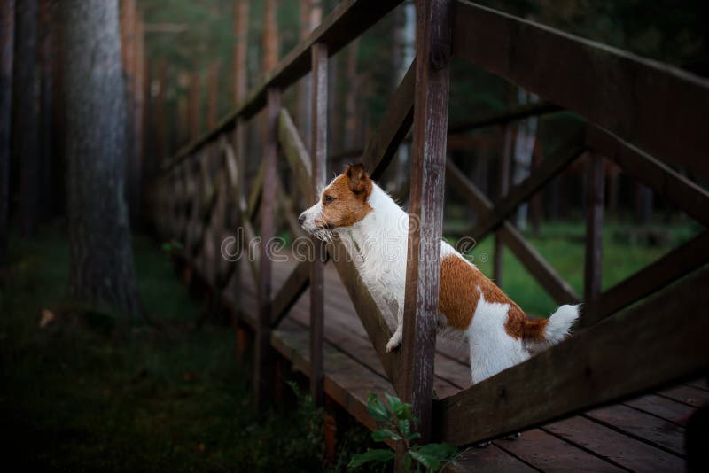 A Dog Standing on the Bridge and Looks Forward. Jack Russell Terrier ...