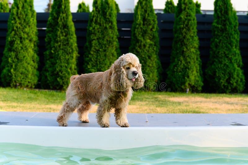 Dog Standing at the Edge of Swimming Pool Stock Image - Image of cute, looking: 284518027