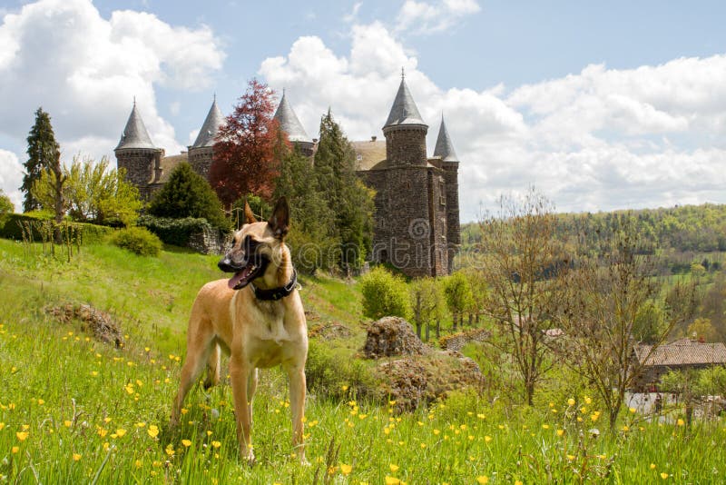 A Dog Standing in Front of a Castle. Stock Photo - Image of shepherd ...