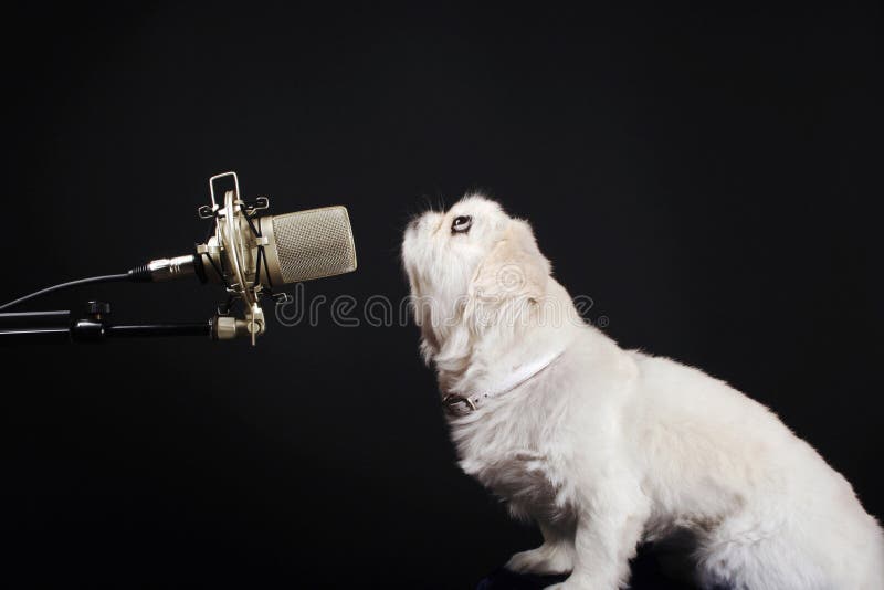 307 Dog Microphone Photos - Free & Royalty-Free Stock Photos from ...