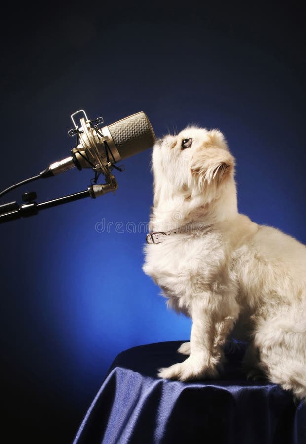 Dog Standing in Front of a Microphone. Conceptual Image Shot Stock ...