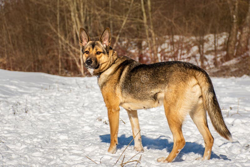 Dog Standing Upright in the Snow Stock Image - Image of winter, friend ...