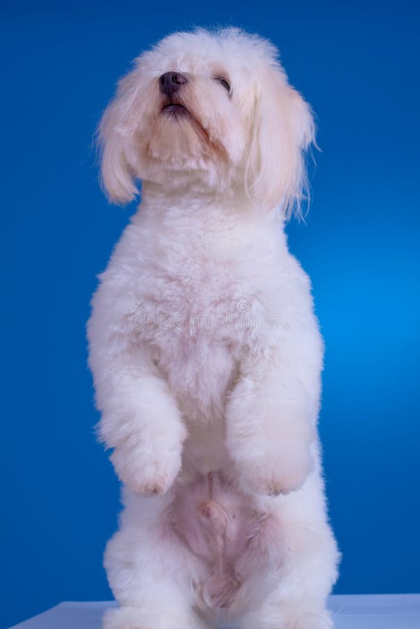 Dog Standing on His Hind Legs Stock Image - Image of pedigree, funny ...