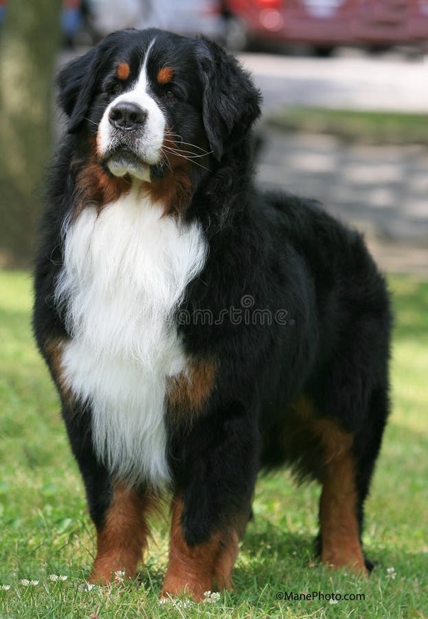 Dog looking forward stock photo. Image of canine, cute - 39109518