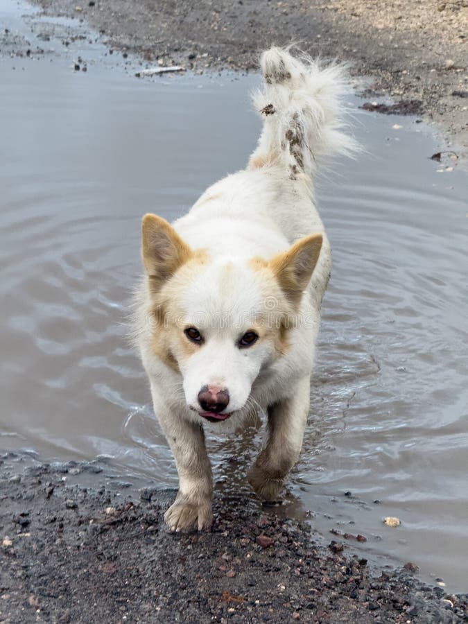 A Dog is Standing in a Muddy Puddle Stock Image - Image of looking ...
