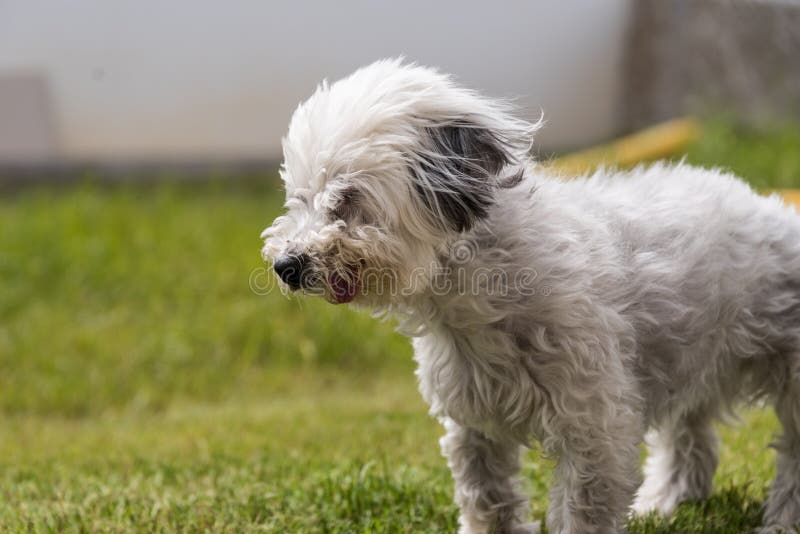 Dog Standing Outdoors in Strong Wind Stock Image - Image of standing ...