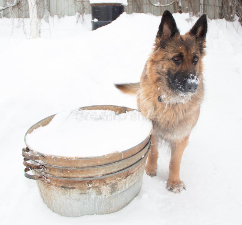 Seattle Animal Therapy Stock Photos - Free & Royalty-Free Stock Photos ...