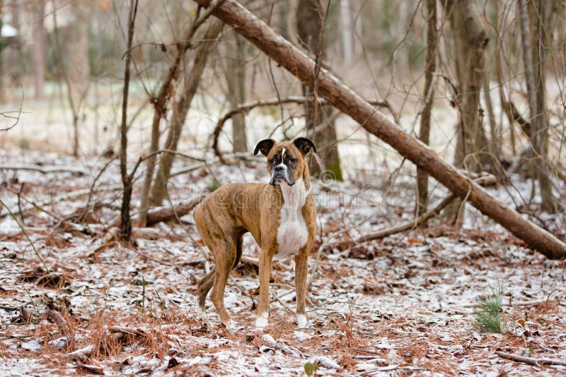 Dog Standing in Snowy Woods Looking into Distance Stock Photo - Image ...