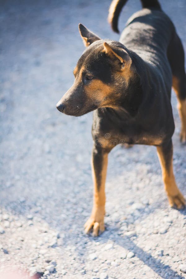 Dog standing beside street stock image. Image of brown - 91228419