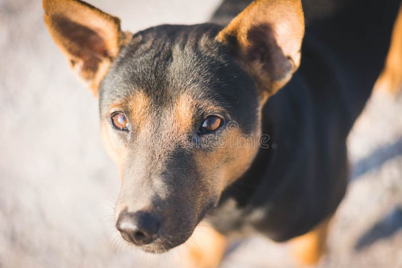 Dog standing beside street stock image. Image of ears - 91228465