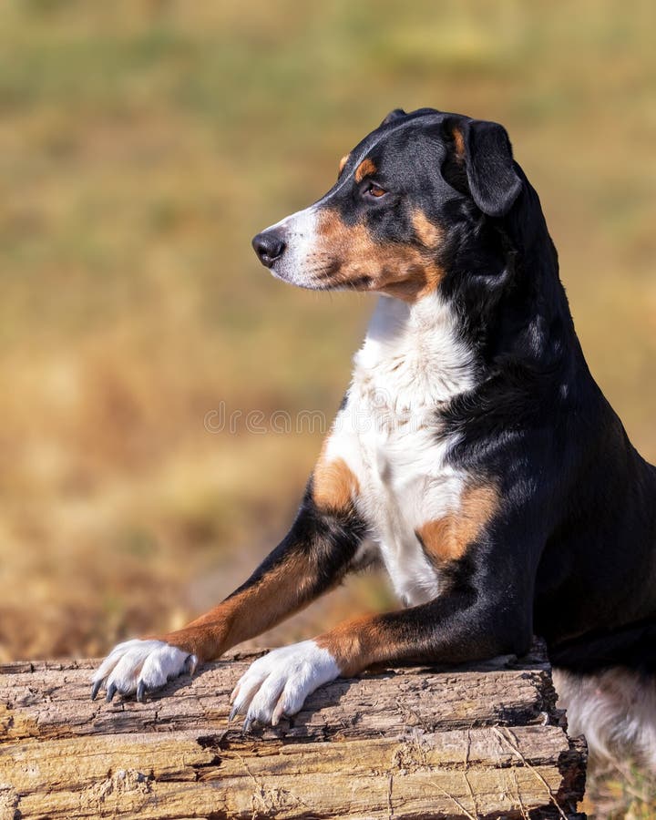 Dog Standing on Tree Trunk, Appenzeller Sennenhund Stock Photo - Image ... Dog Standing on Tree Trunk, Appenzeller Sennenhund Stock Photo - Image ...