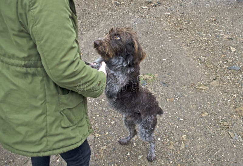 Dog standing on two legs stock photo. Image of human - 130694948