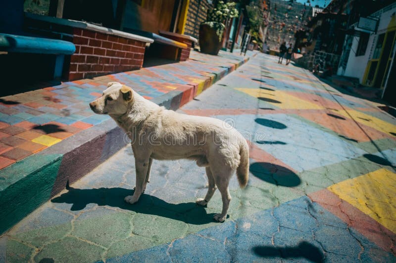 Dog Standing on a Vibrant-colored Pathway in Front of a Large Red Brick ...
