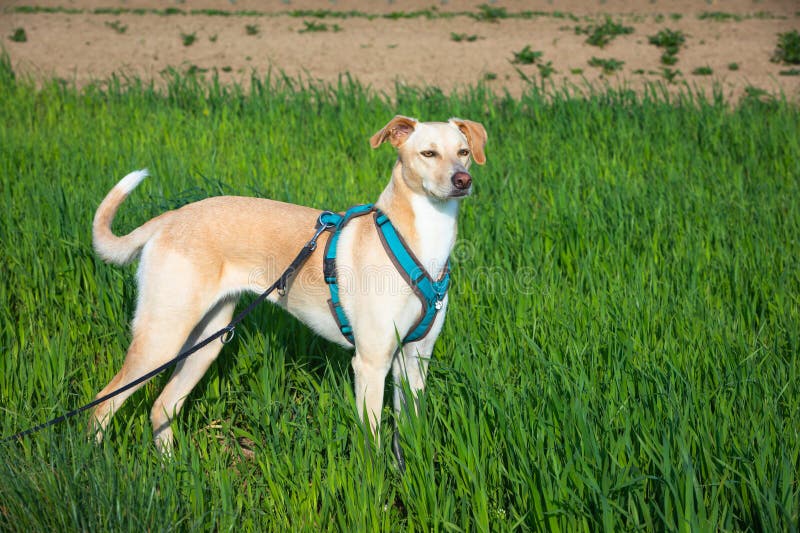 Dog Stands Alert in a Grass Field Stock Photo - Image of podenco, cute ...
