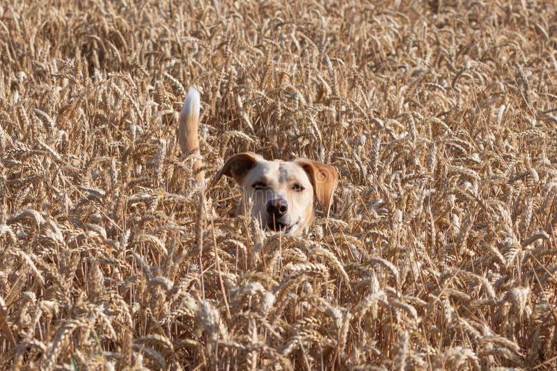 Dog Stands Amids a Wheat Field Stock Photo - Image of amids, looking ...