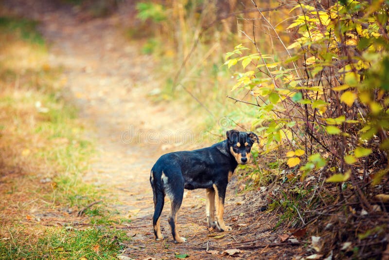A Dog Stands on a Path in an Autumn Forest Stock Image - Image of black ...