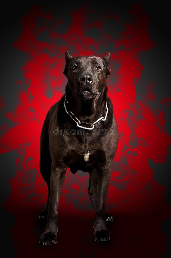Dog stands in the red fire stock image. Image of fire - 29388513