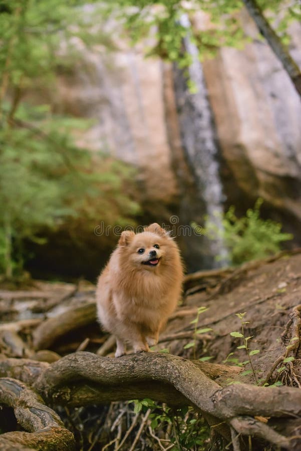Dog waterfall stock image. Image of outdoors, rock, park - 121863795