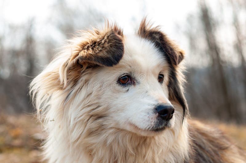 Dog Staring Away with His Ears Up in the Air Stock Image - Image of ...