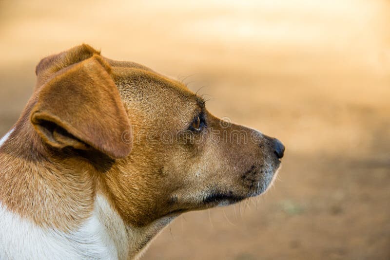 Dog Staring into the Distance Stock Image - Image of watch, protect ...