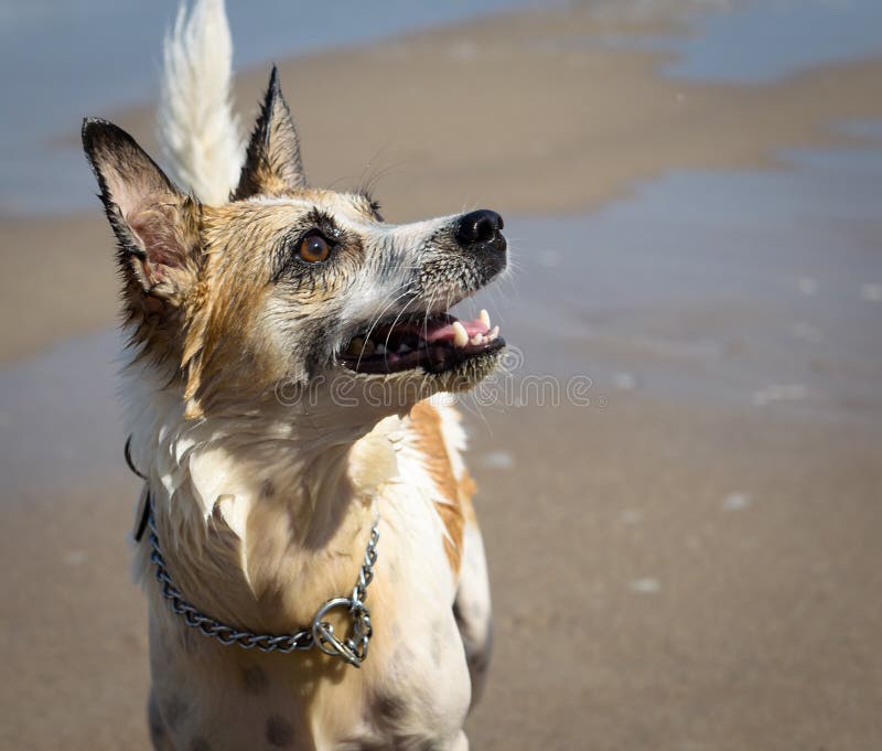 Dog staring stock image. Image of beach, bond, staring - 36700851