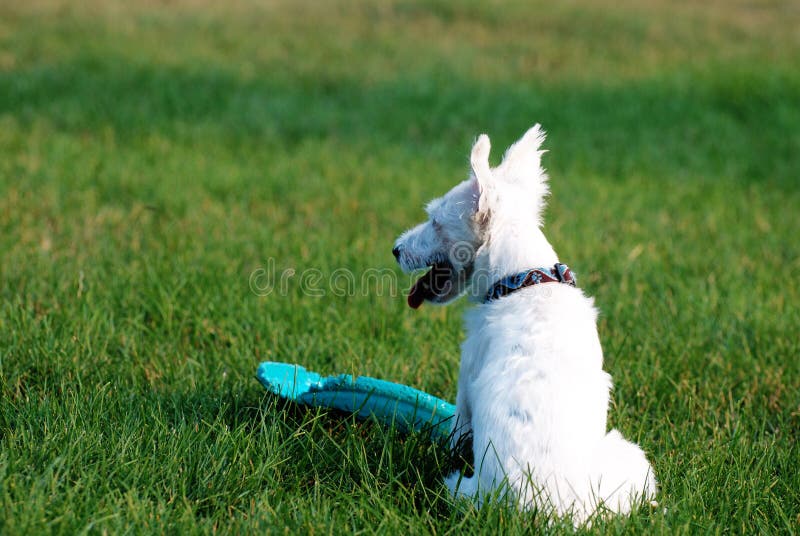 Dog Staring Off Picture. Image: 3936297