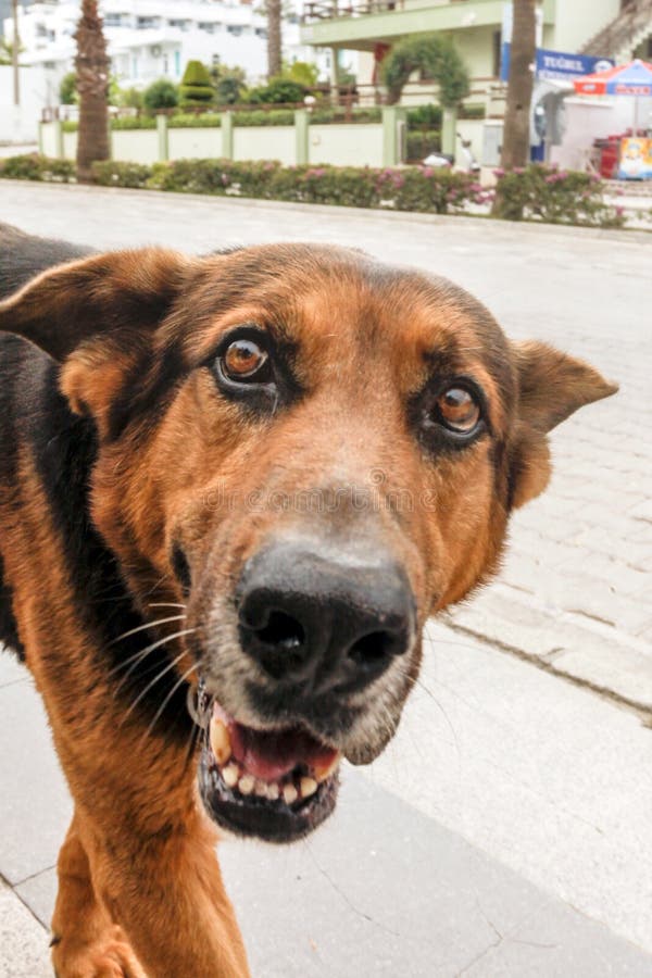 Dog starring at camera stock image. Image of friend, stray - 91742157
