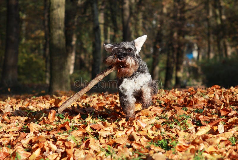 Dog with steak stock photo. Image of park, outdoors, outside - 22068542
