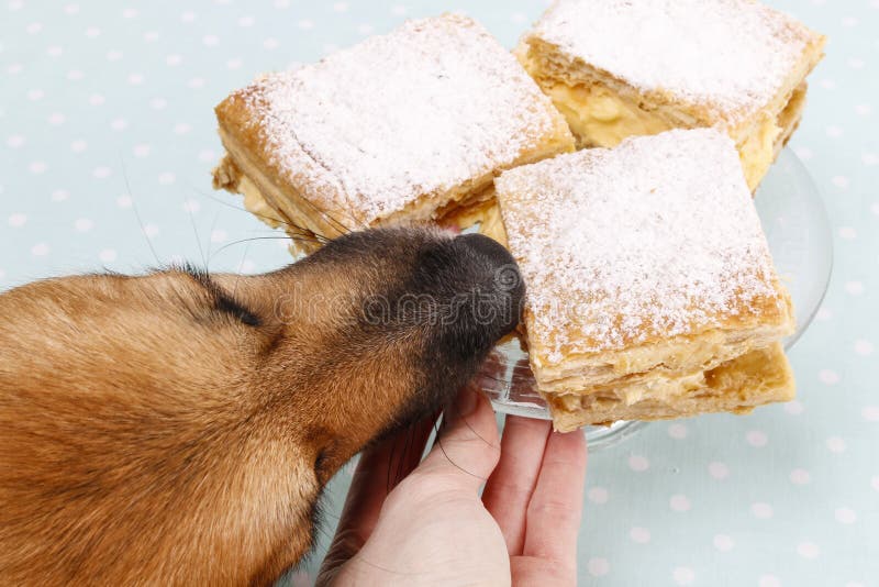 Dog stealing a cake stock photo. Image of friend, delicious - 47113966