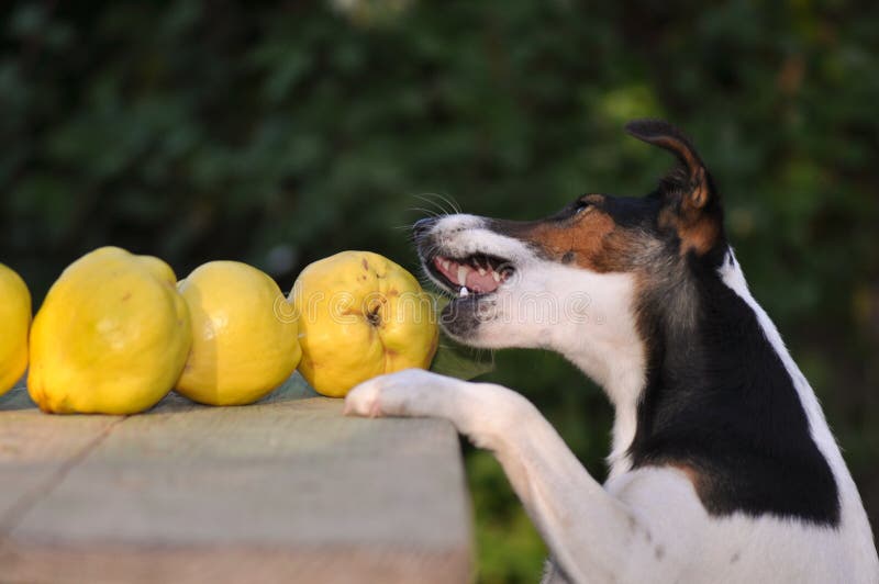 Dog stealing food stock photo. Image of eyes, ears, fresh - 101494074