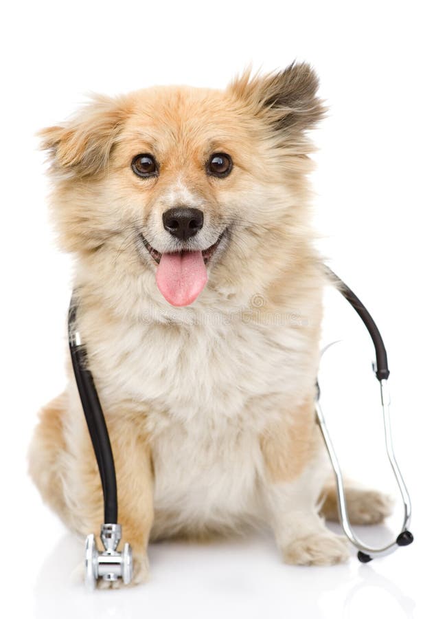 Dog with a Stethoscope on His Neck. on White Back Stock Photo - Image ...