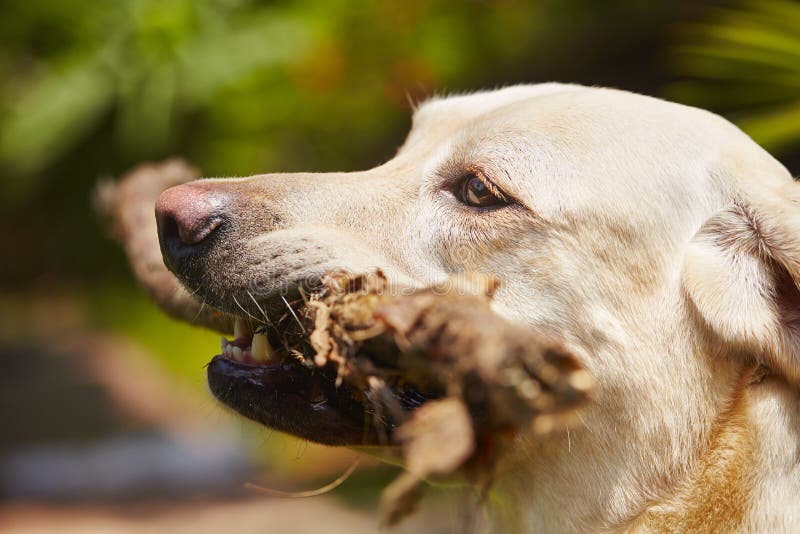 Dog with stick stock image. Image of stick, retriever - 39246943