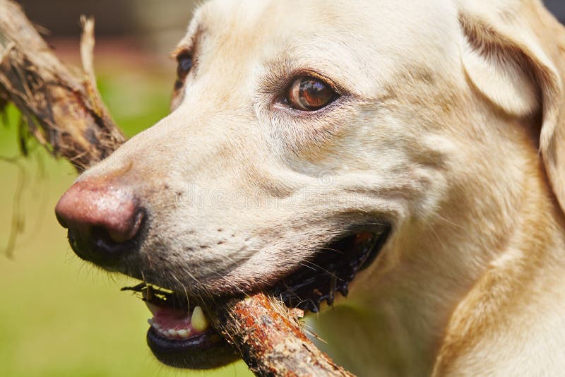 Dog with stick stock image. Image of nature, companion - 39246999