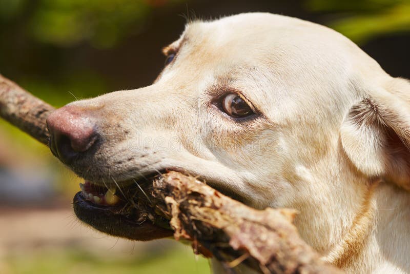 Dog with stick stock photo. Image of happy, bough, obedience - 39247098