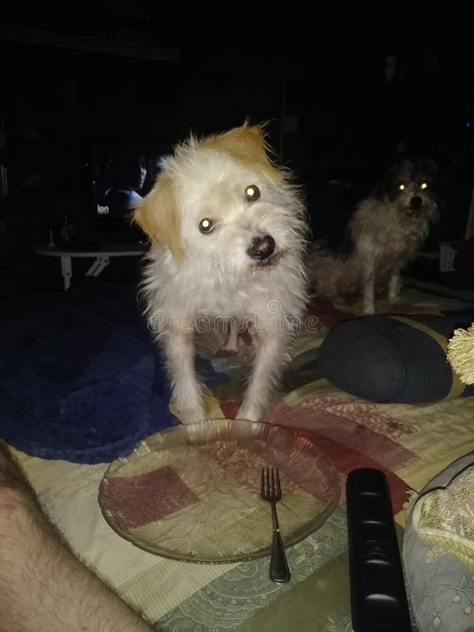 Dog still hungry stock photo. Image of animal, mammal - 230060012