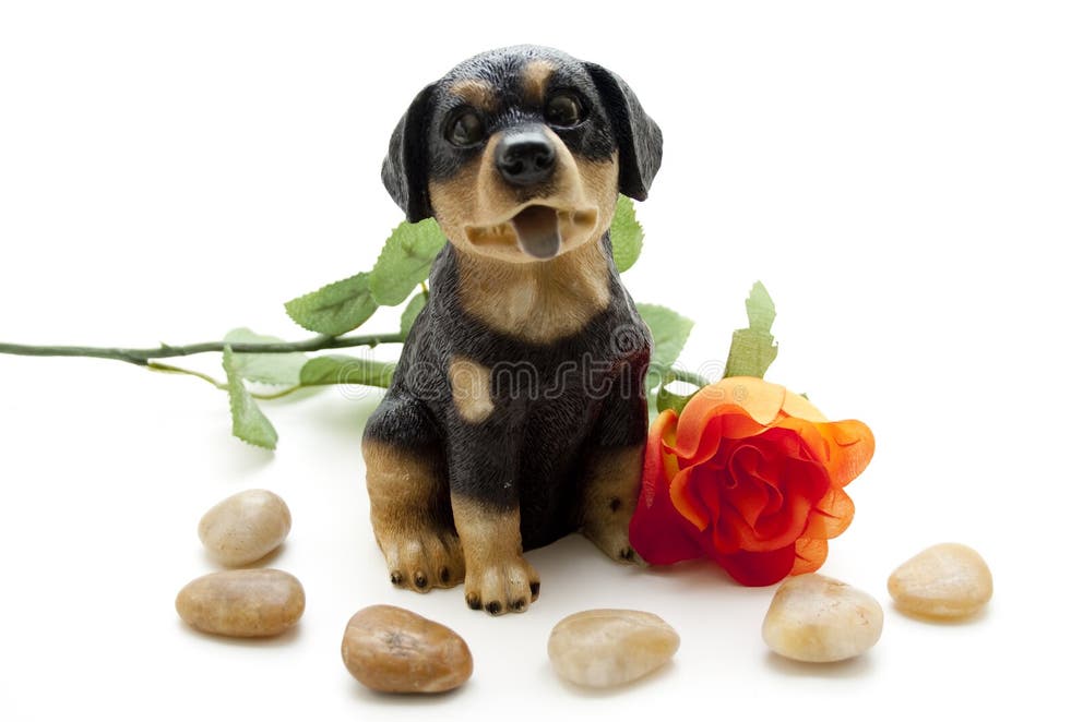 Dog with stones stock image. Image of background, decoration - 32548585