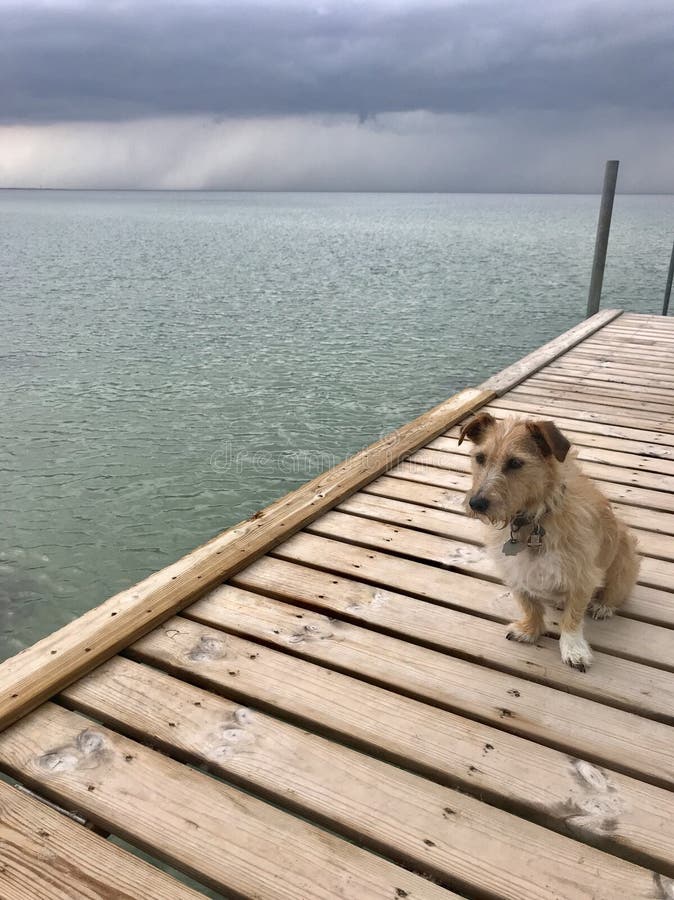 Dog in Storm stock image. Image of thunderstorm, storm - 119213351