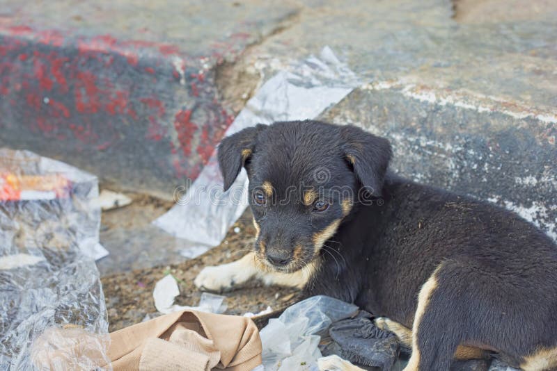 Dog on the street stock photo. Image of little, canine - 88696988