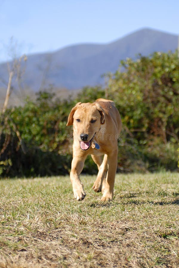 Dog In Stride Picture. Image: 1573438