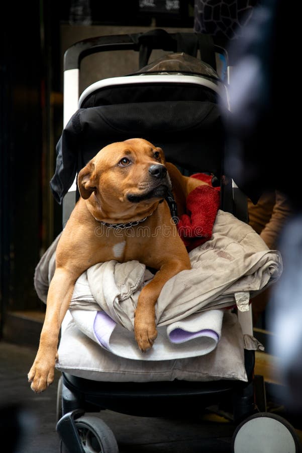 Dog on stroller stock photo. Image of purebred, parenthood - 354971508