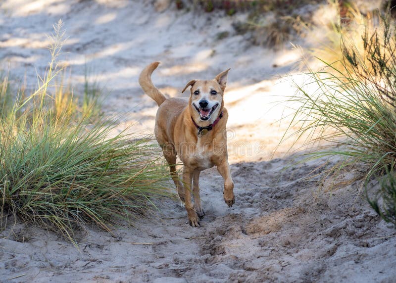 Dog Strolling on Sandy Beach Dunes Stock Image - Image of sandy, scenic ...